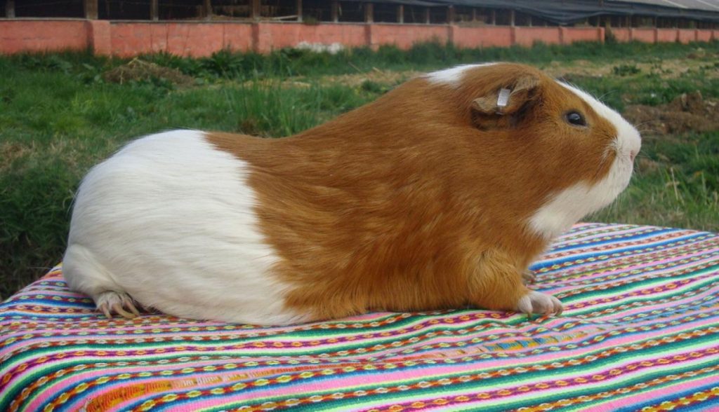 Recetas deliciosas de cuy: descubre cómo incorporar esta fuente de ...