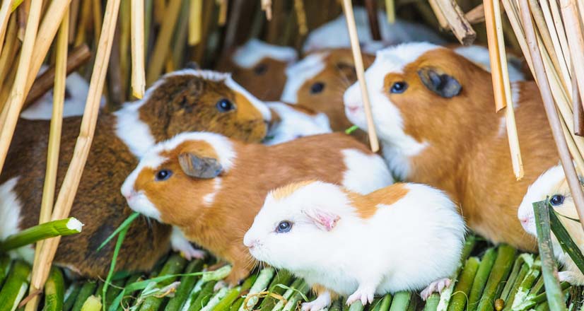 El cuy criollo: Embajador gastronómico de Perú en el ámbito ...